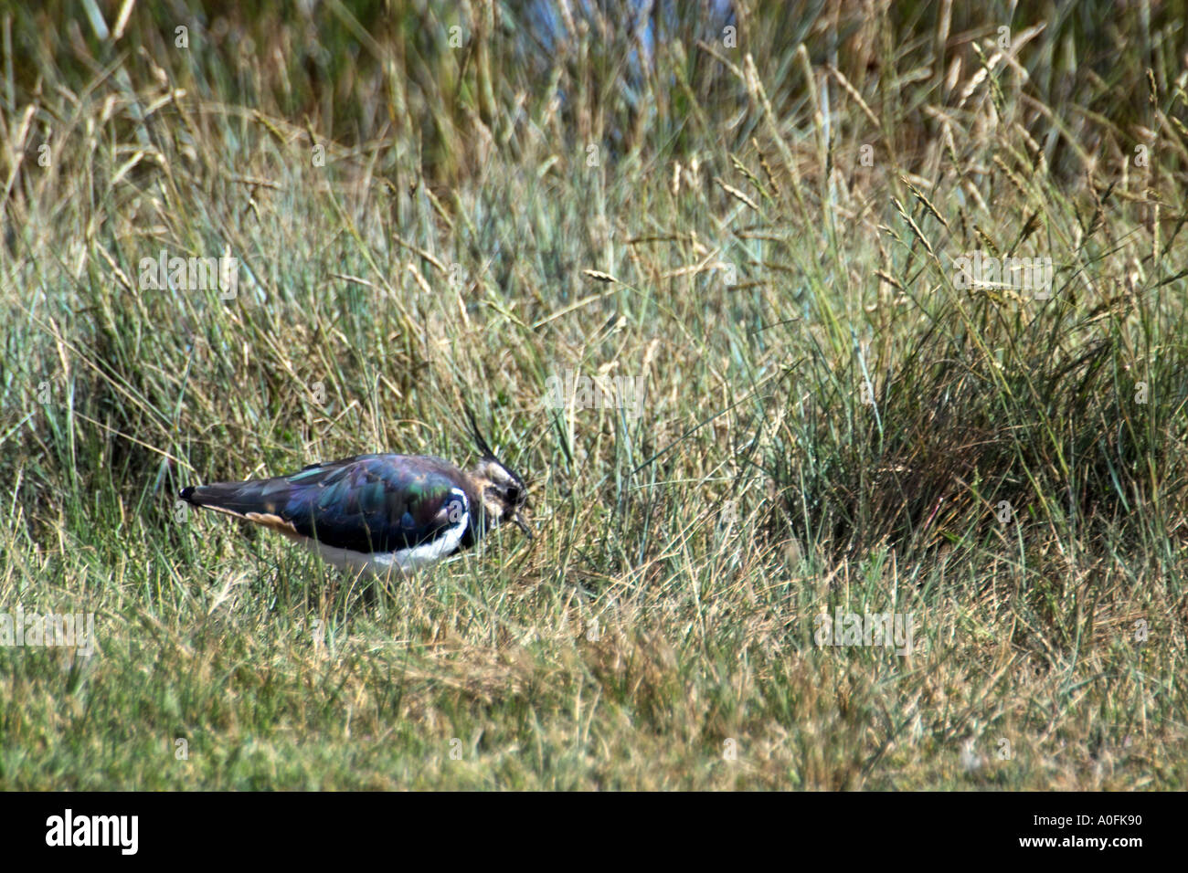 Crested lapwing hi-res stock photography and images - Alamy