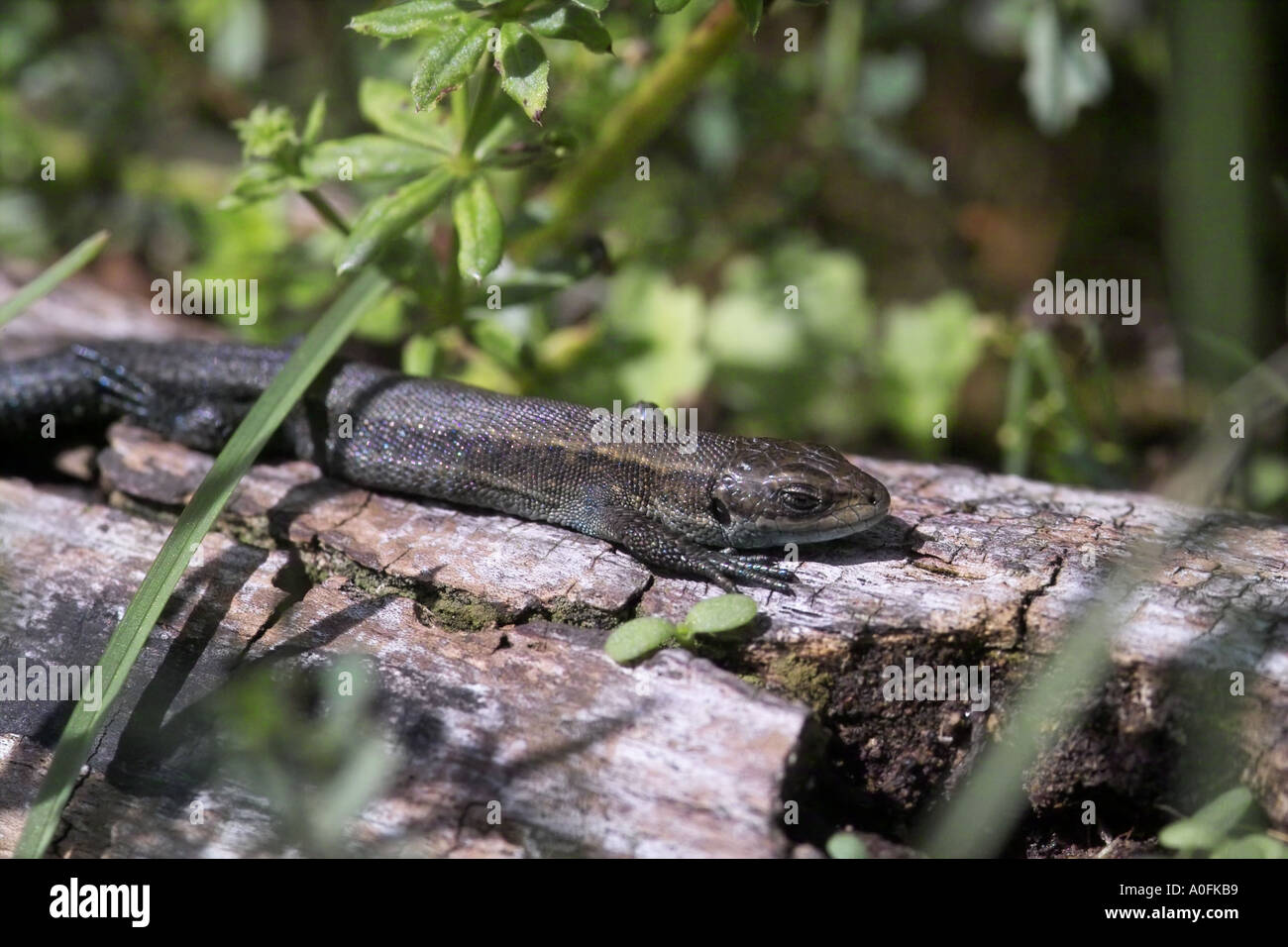 Sunbathing reptile uk hi-res stock photography and images - Alamy