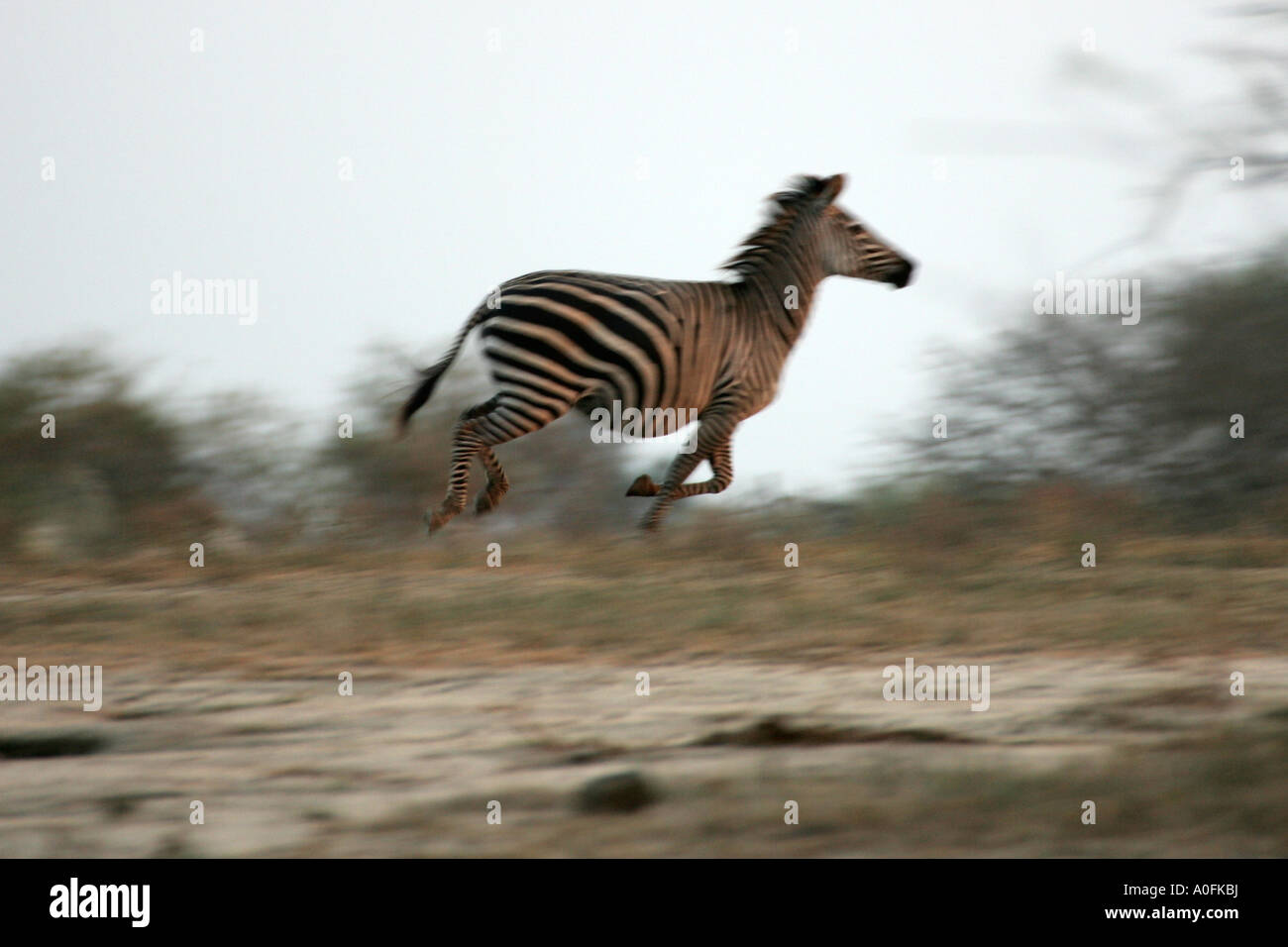 Selous Zebra High Resolution Stock Photography and Images - Alamy