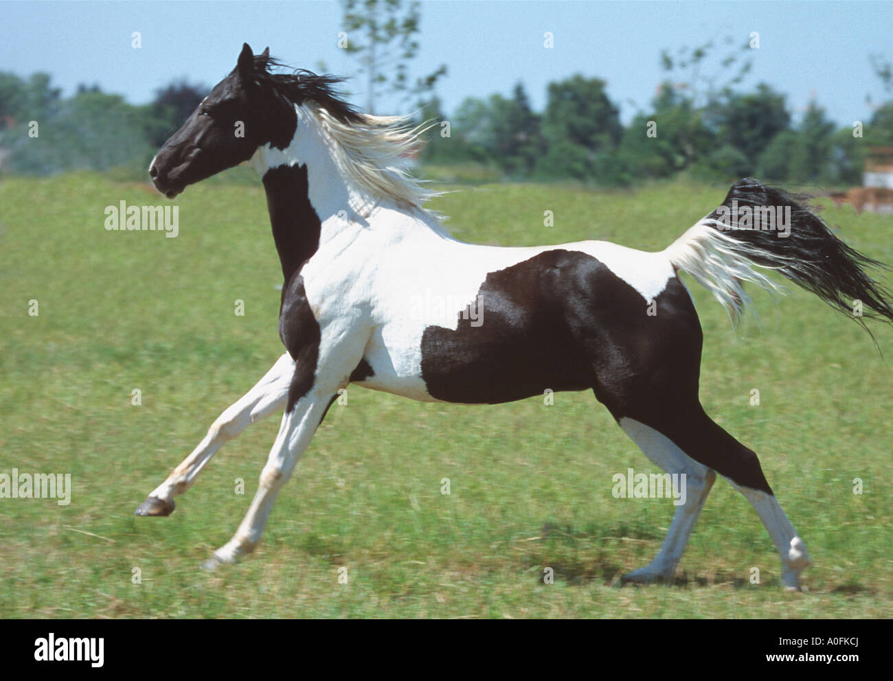 Pinto horse hi-res stock photography and images - Alamy