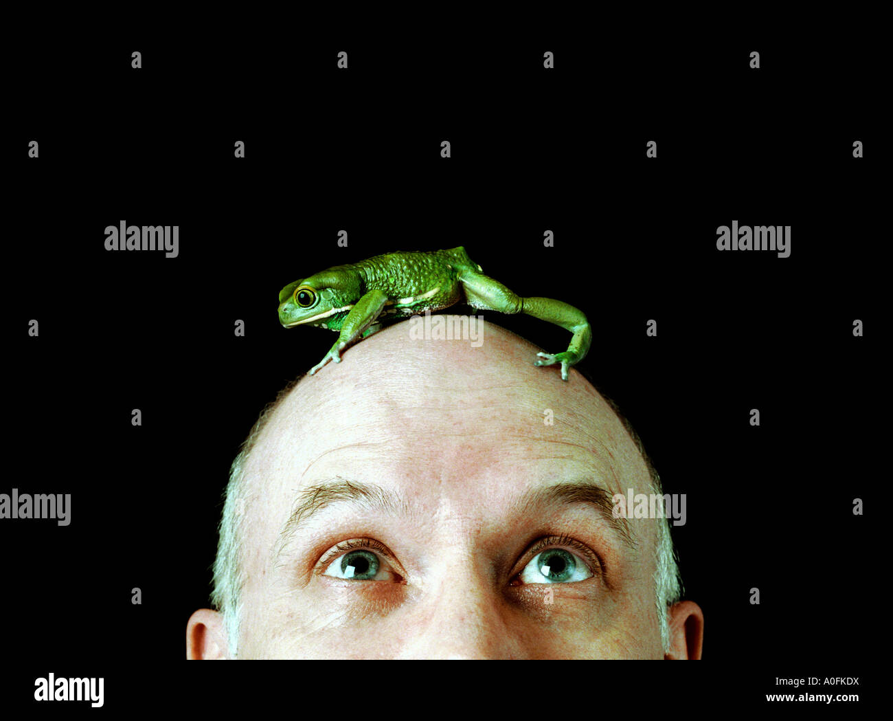 John Coote with waxing monkey tree frog Stock Photo - Alamy