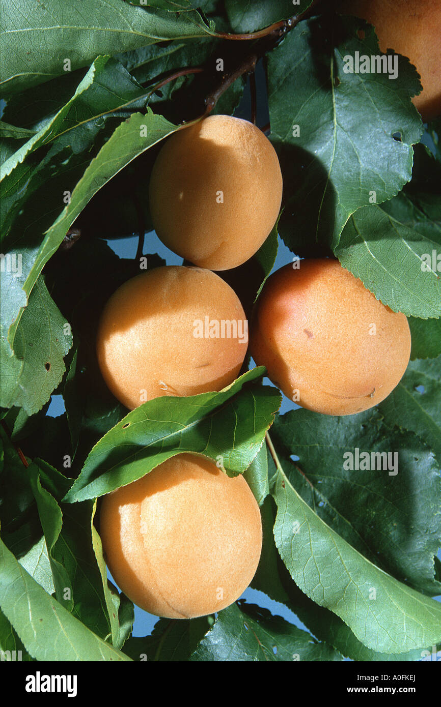Fruits h hi-res stock photography and images - Alamy