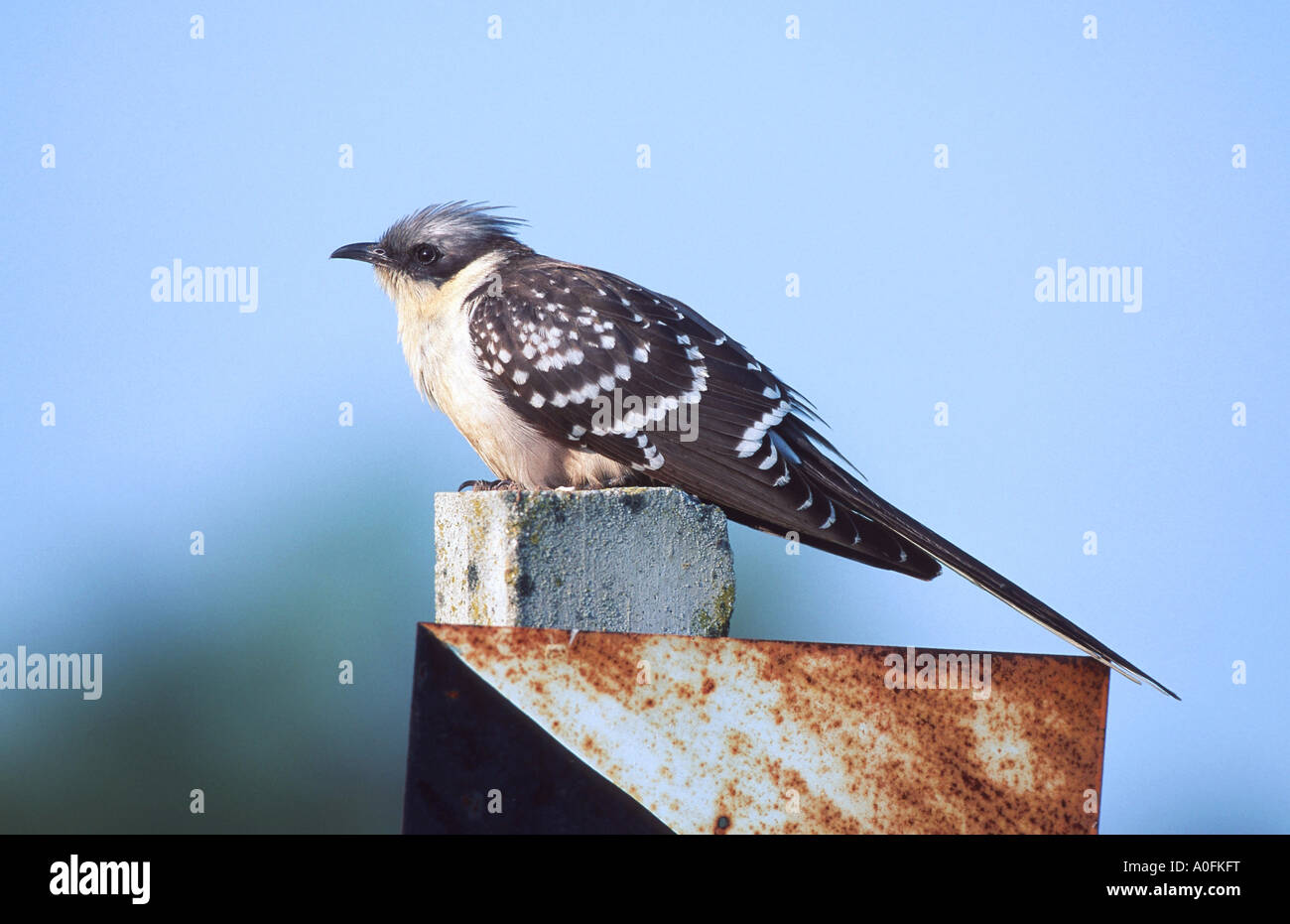 great spotted cuckoo (Clamator glandarius), sitting on a post Stock ...