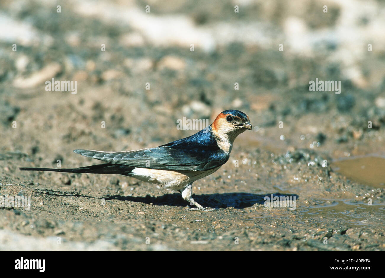 red-rumped swallow (Hirundo daurica), collecting nesting material ...