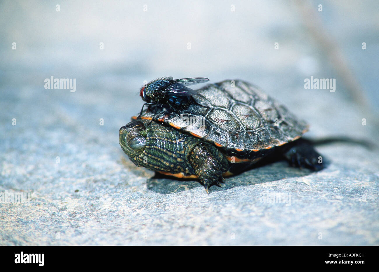Mediterranean turtle mauremys leprosa hi-res stock photography and ...