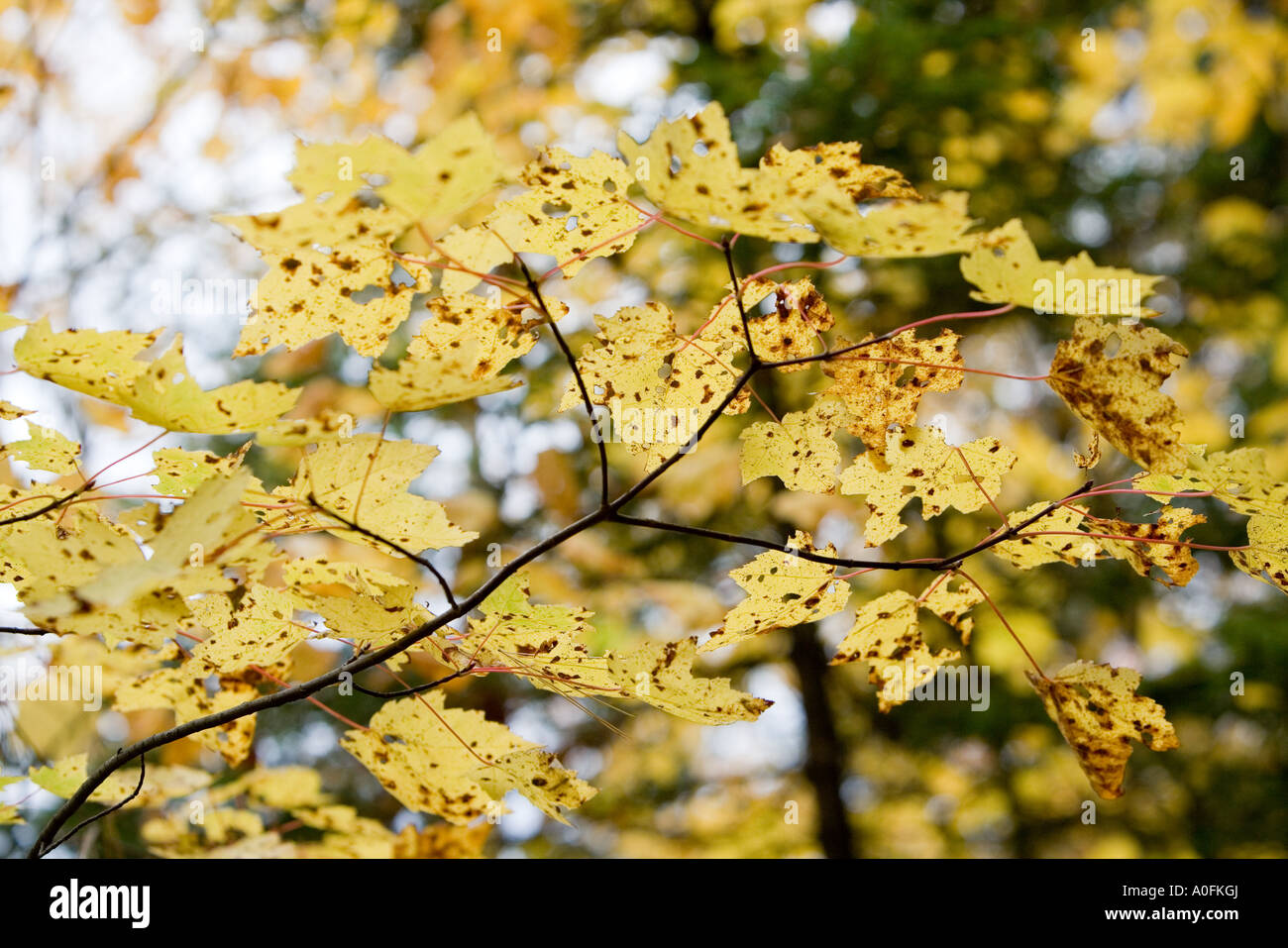 lake groton from owl s head mountain in the white mountains Stock Photo ...