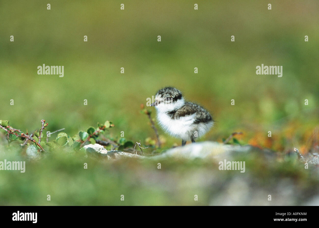 Ringed plovers baby birds hi-res stock photography and images - Alamy