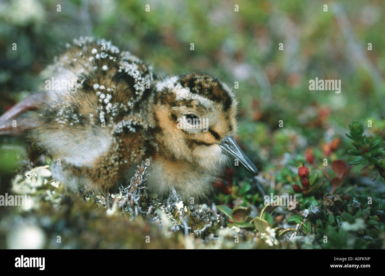 M temminckii hi-res stock photography and images - Alamy