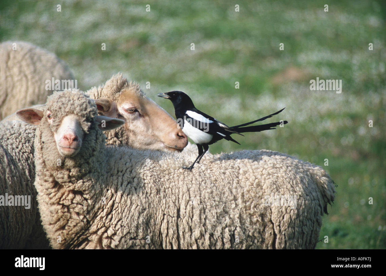 black-billed magpie (Pica pica), sitting on sheep, Spain Stock Photo ...