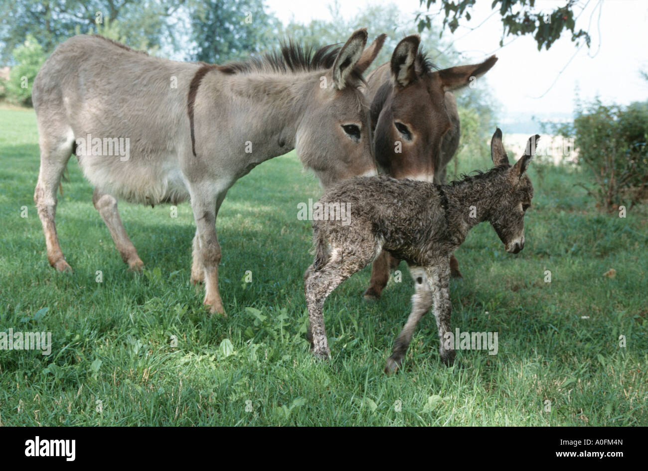 Donkey stallion hi-res stock photography and images - Alamy