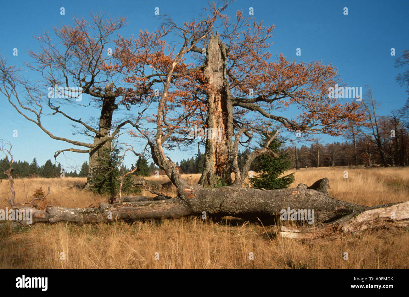 oak (Quercus spec.), on alp, Germany, Bavaria, National Park Bavarian ...
