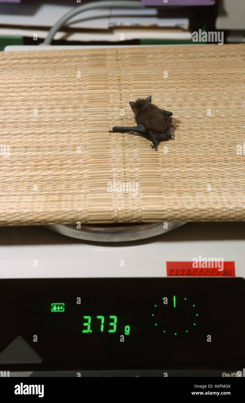 common pipistrelle (Pipistrellus pipistrellus), on scale, smallest ...