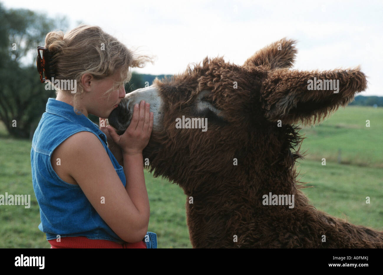 Poitou donkey (Equus asinus asinus), girl kissing a foal, France ...