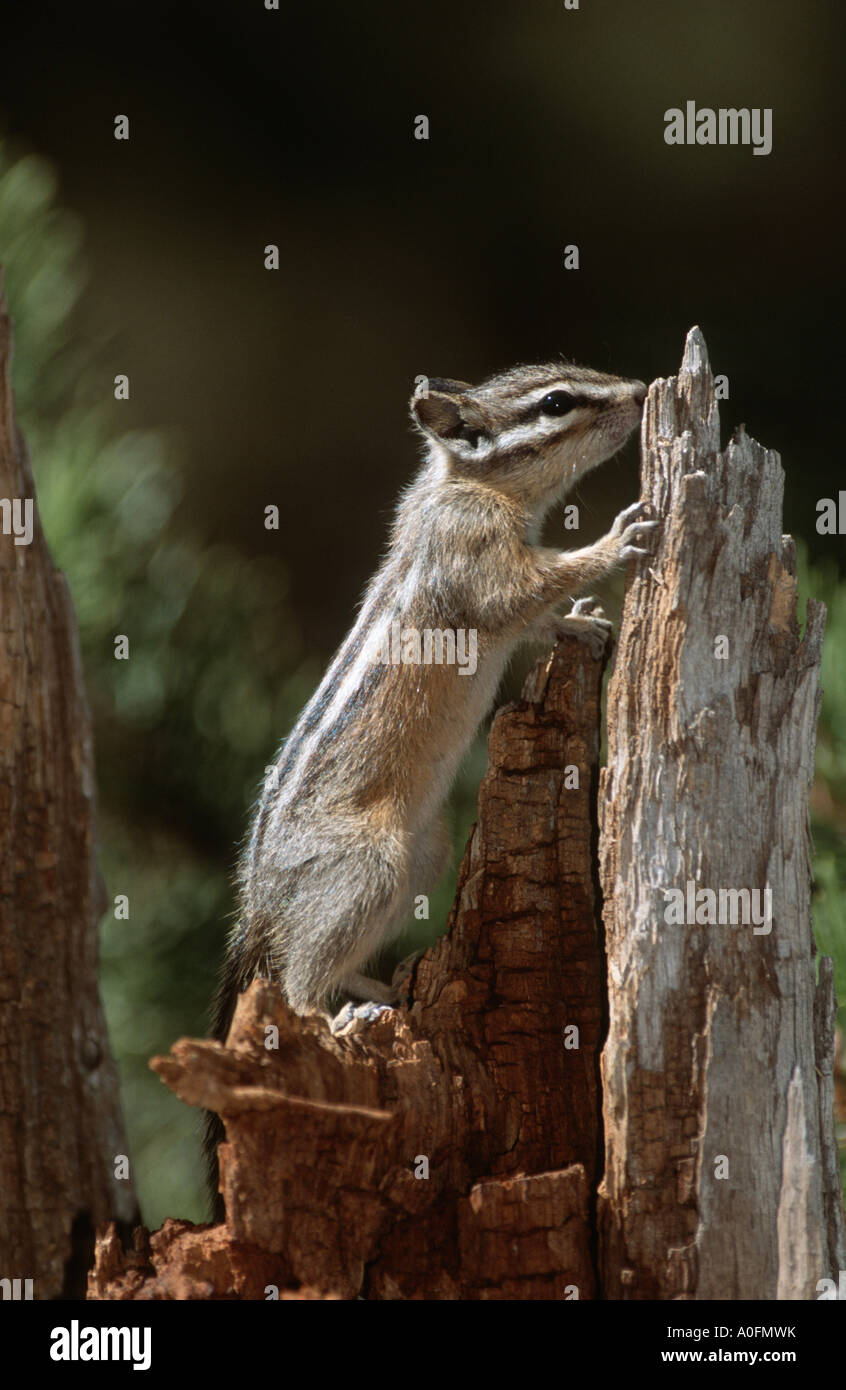 Siberian and western American chipmunks (Eutamias spec.), on tree stump ...