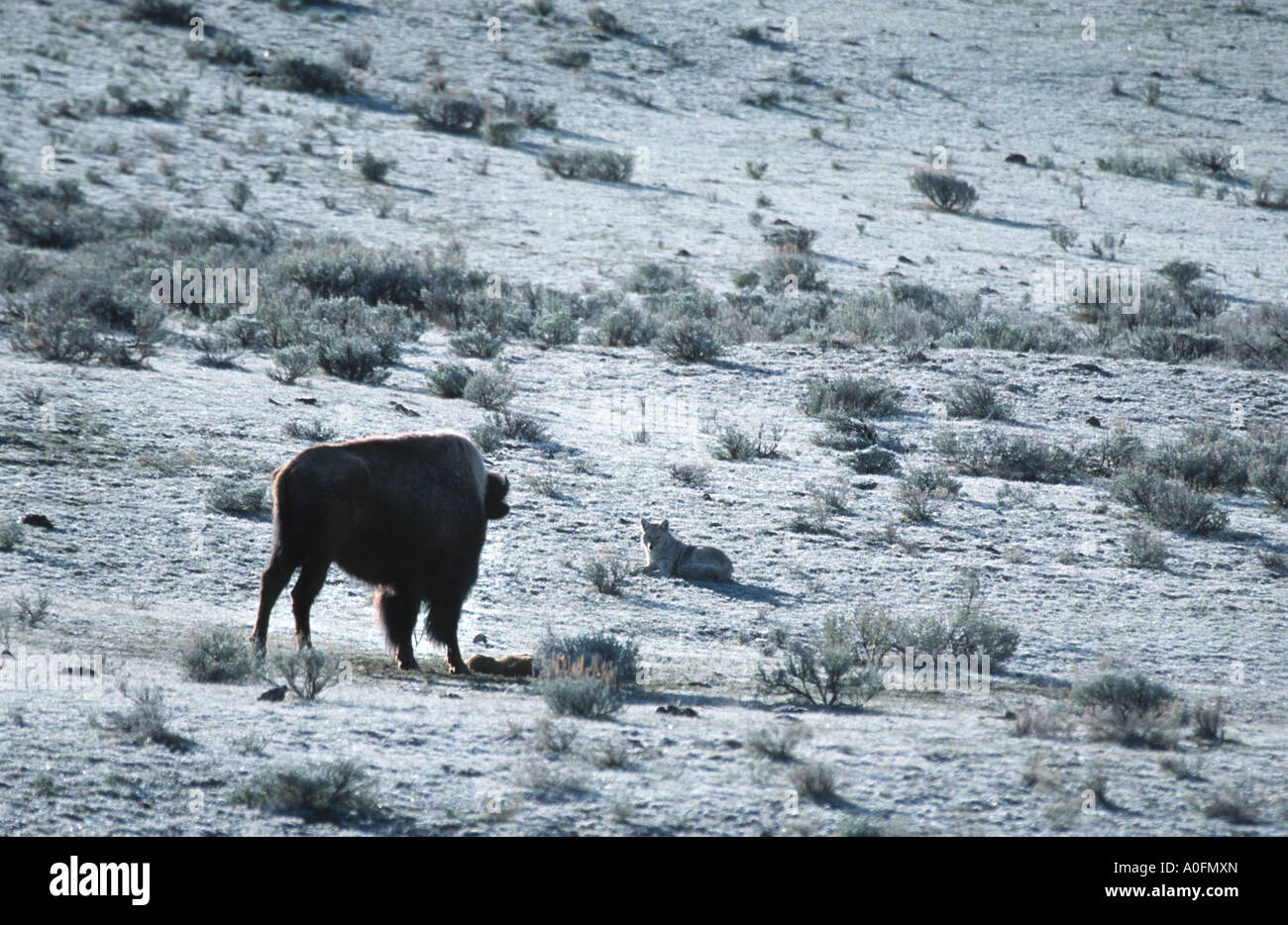 coyote (Canis latrans), with a dying bison calf and its mother, USA ...