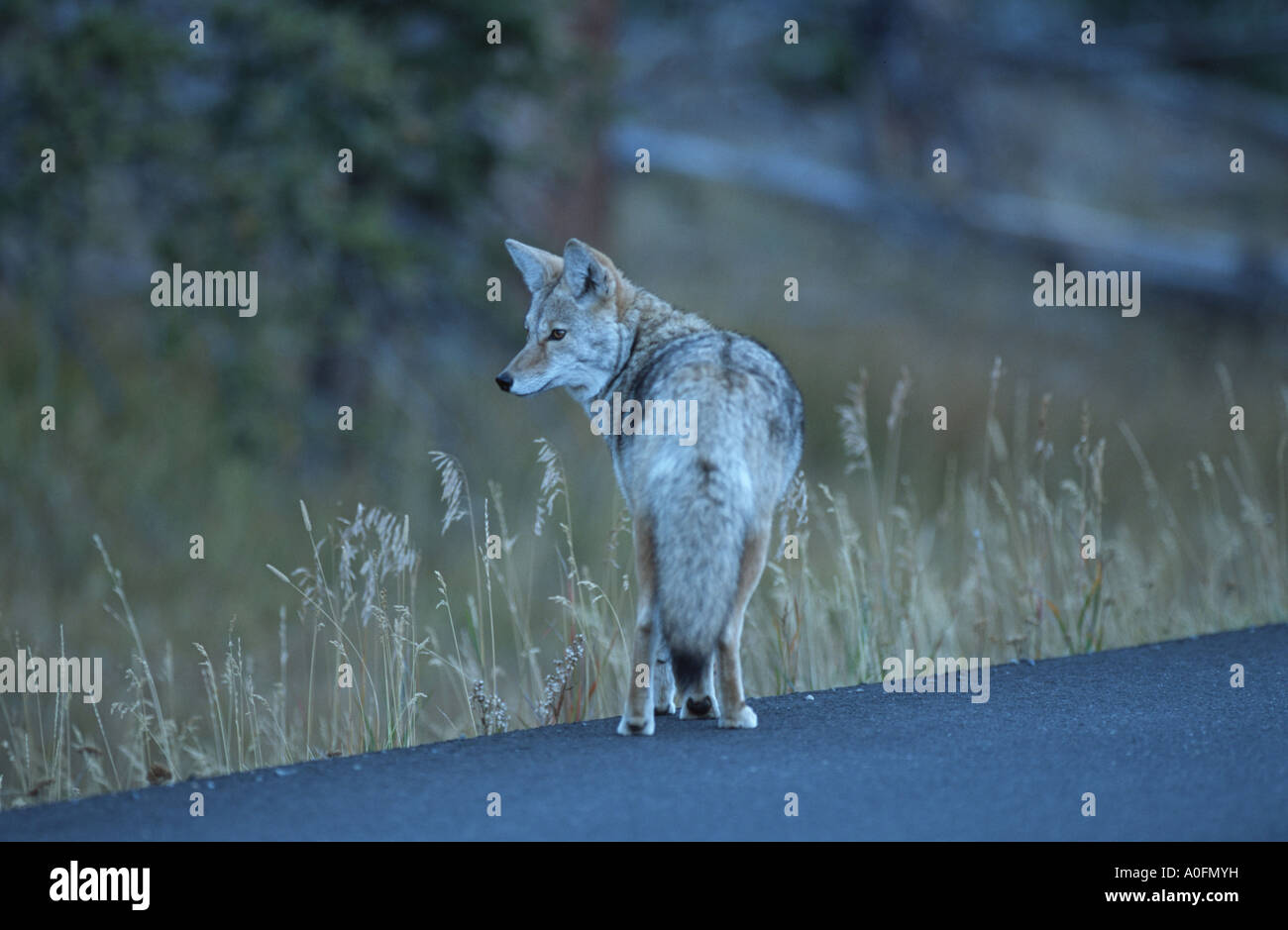 Coyote looking back hi-res stock photography and images - Alamy