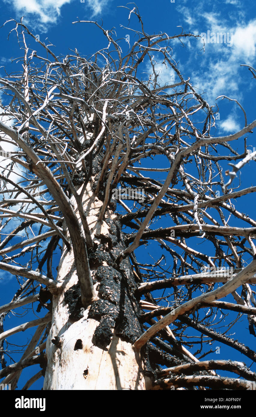 Yellowstone np g hi-res stock photography and images - Alamy