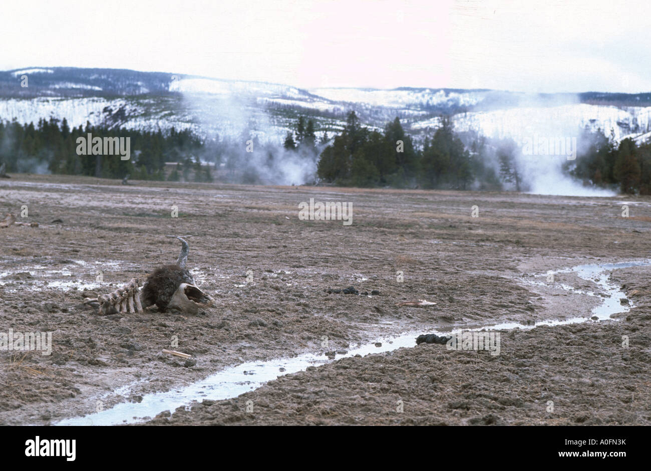 Bison skull hi-res stock photography and images - Alamy