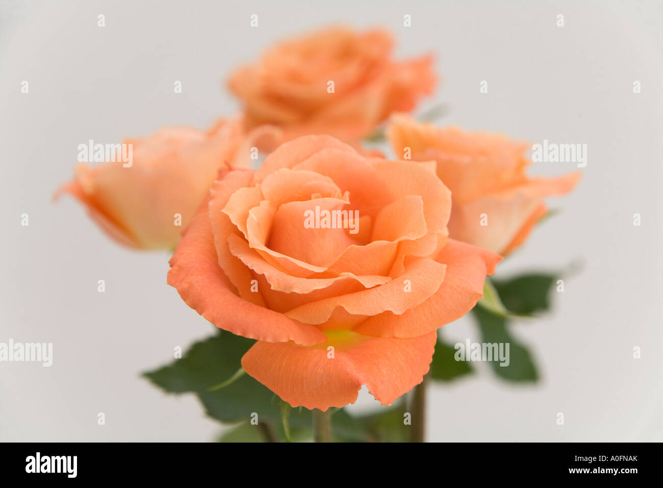 Roses graceful form hi-res stock photography and images - Alamy