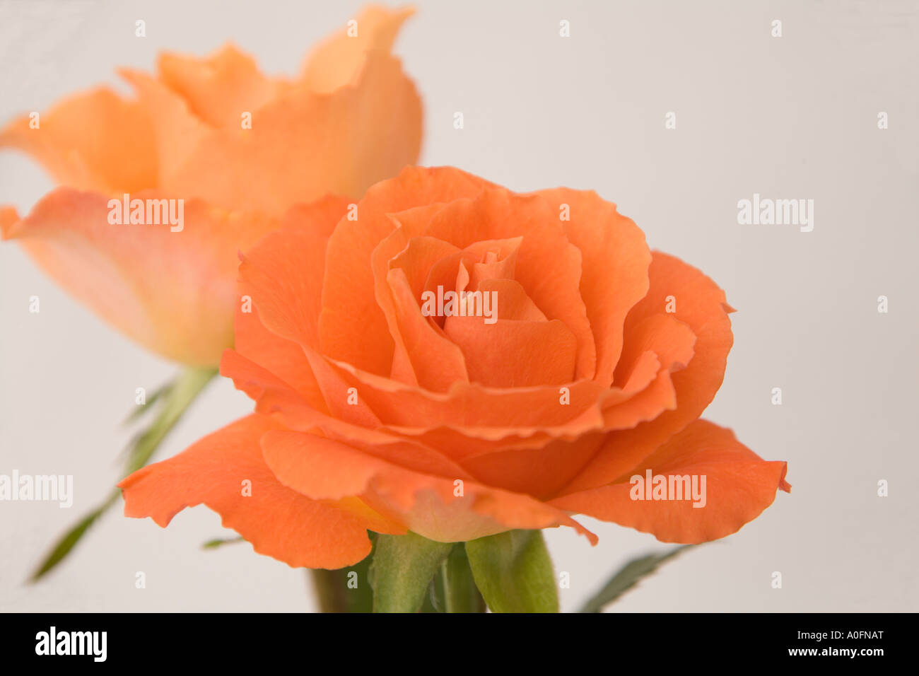 STUDIO Close up of orange roses Stock Photo - Alamy
