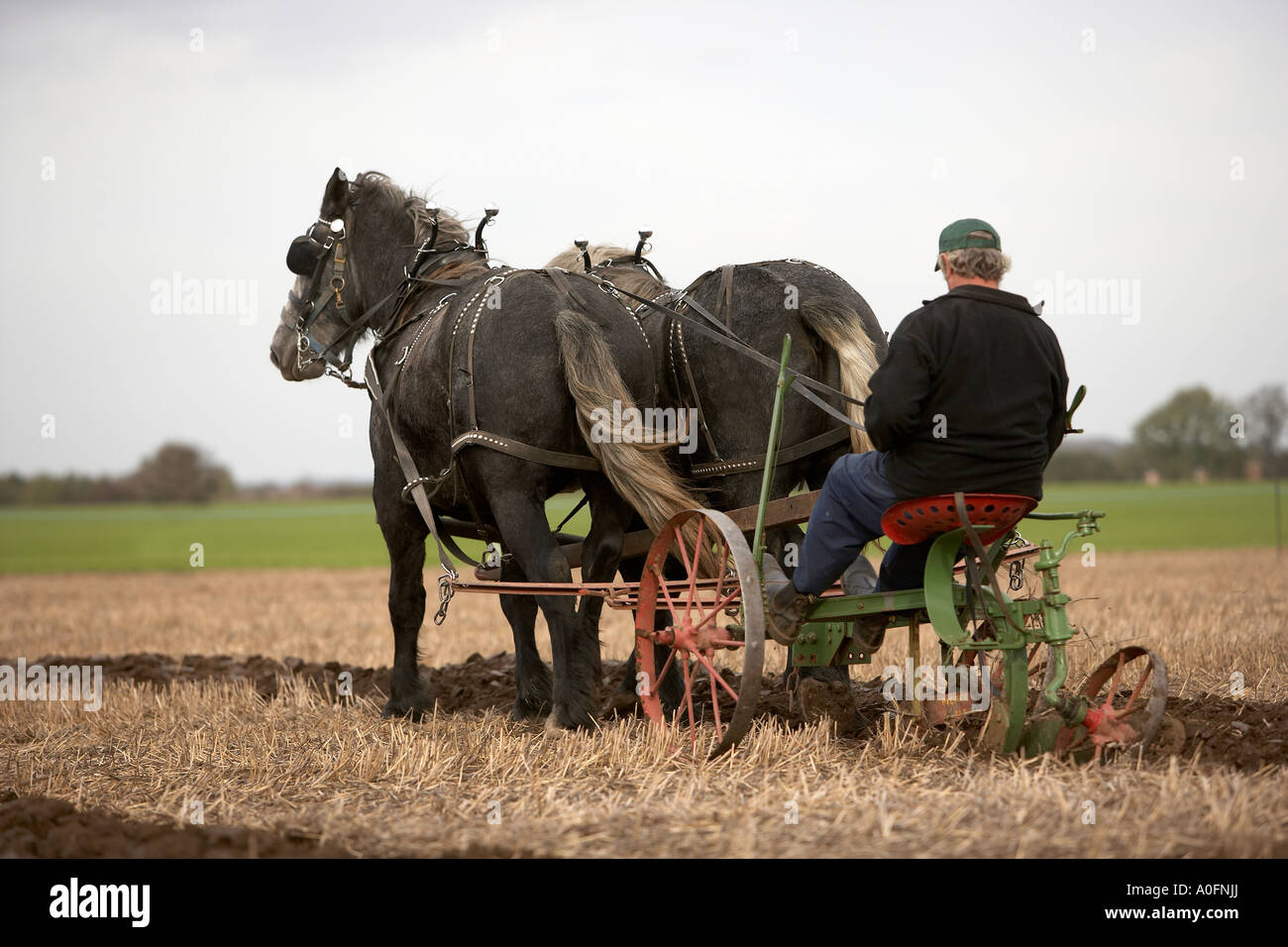 Heavy shire horse ploughing with a traditional plough in Shurburn ...