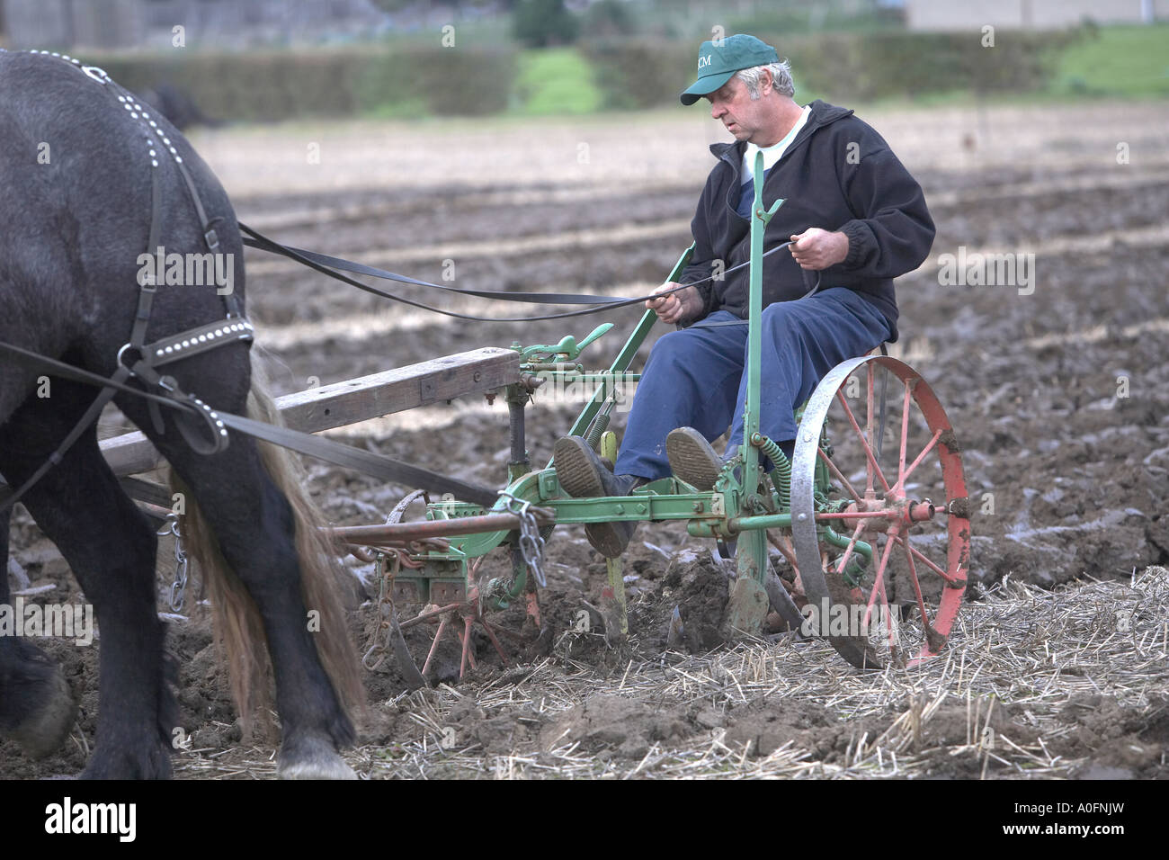 Heavy shire horse ploughing with a traditional plough in Shurburn ...