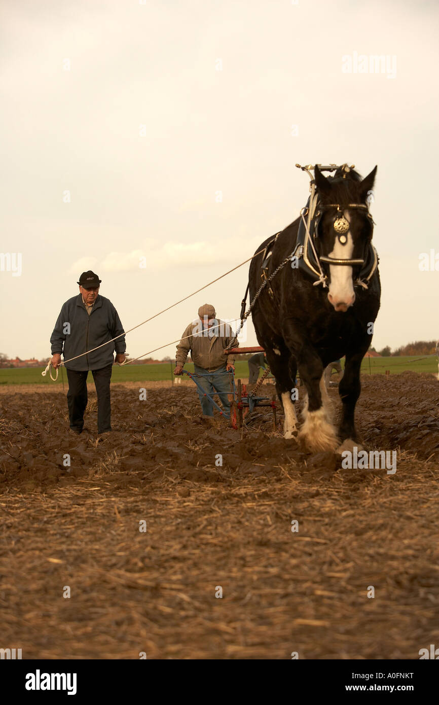 Heavy shire horse ploughing with a traditional plough in Shurburn ...