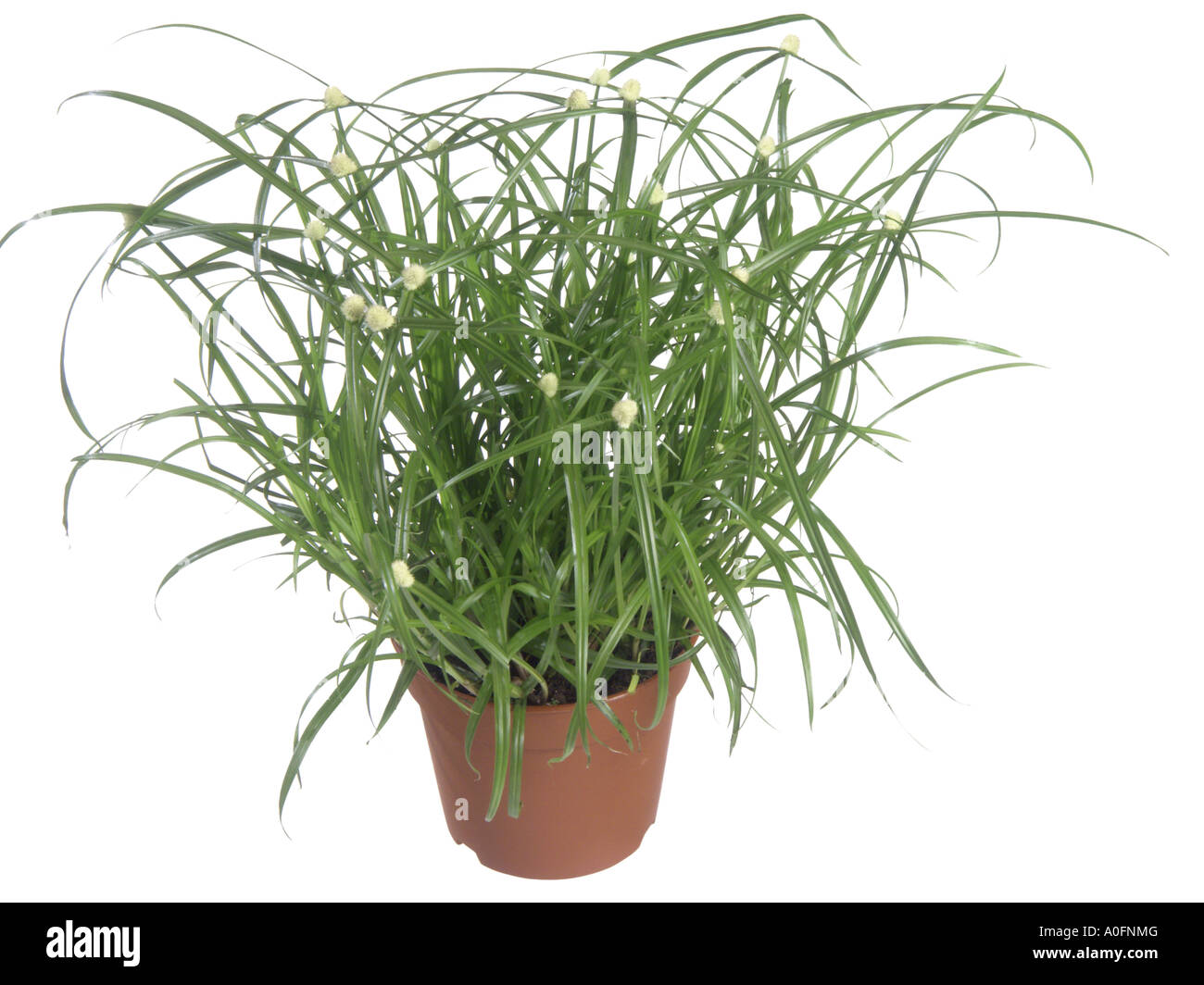 galingale (Cyperus spec.), potted plant Stock Photo - Alamy