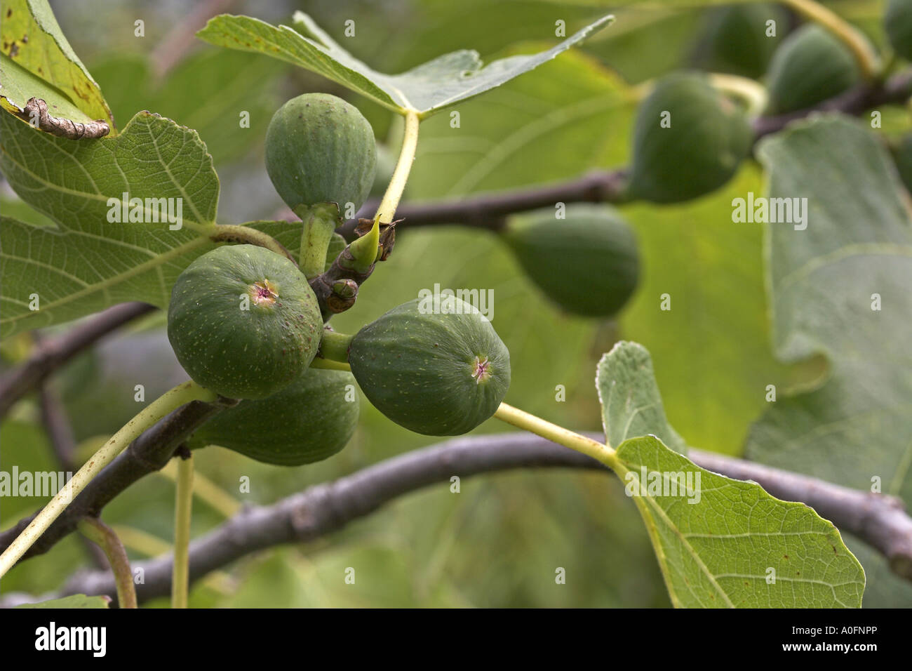 edible fig, common fig (Ficus carica), infructescences Stock Photo - Alamy