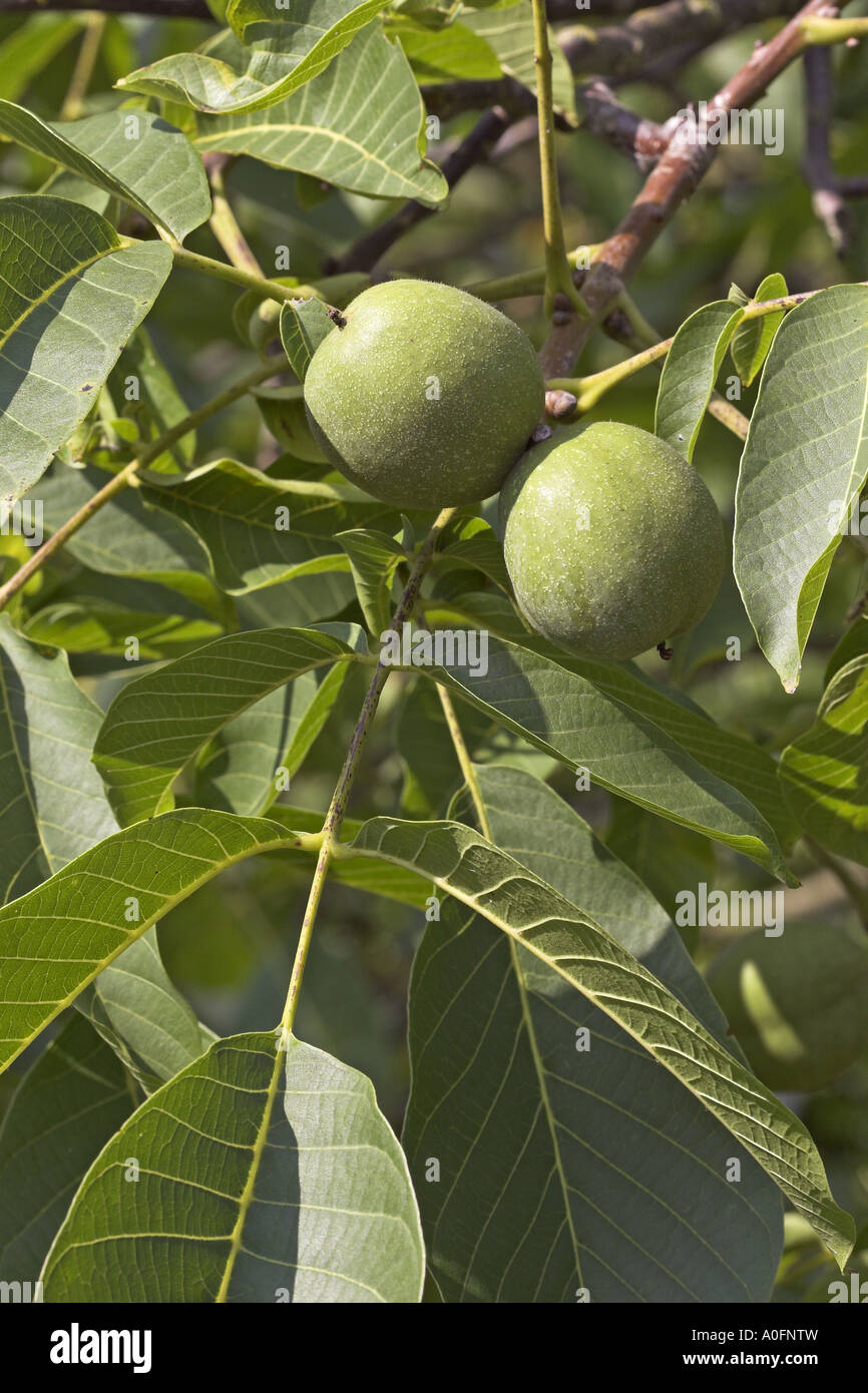 Walnut tree species hi-res stock photography and images - Alamy