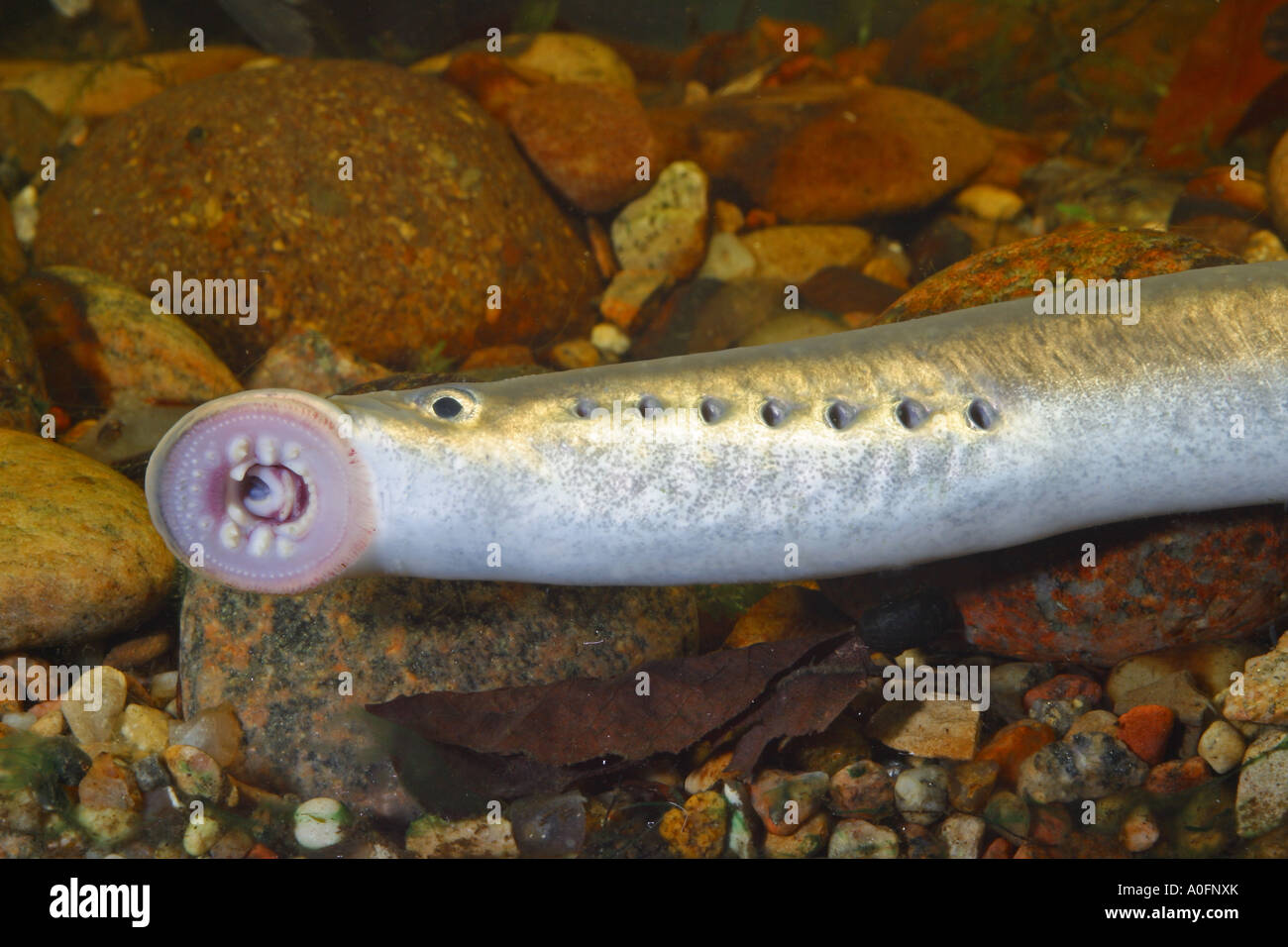 Lamprey mouth hi-res stock photography and images - Alamy