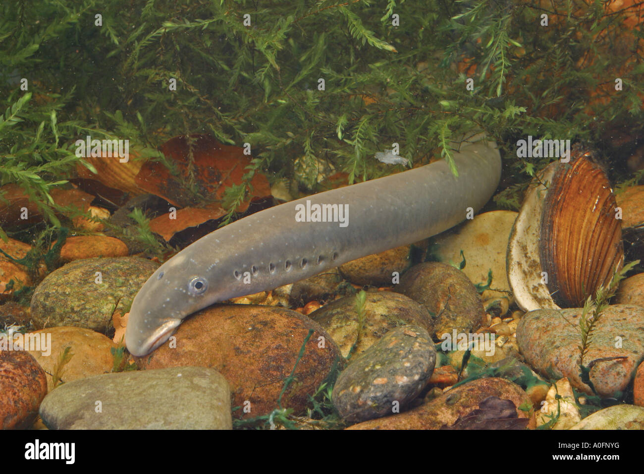 river lamprey, lampern, European river lamprey (Lampetra fluvialis ...
