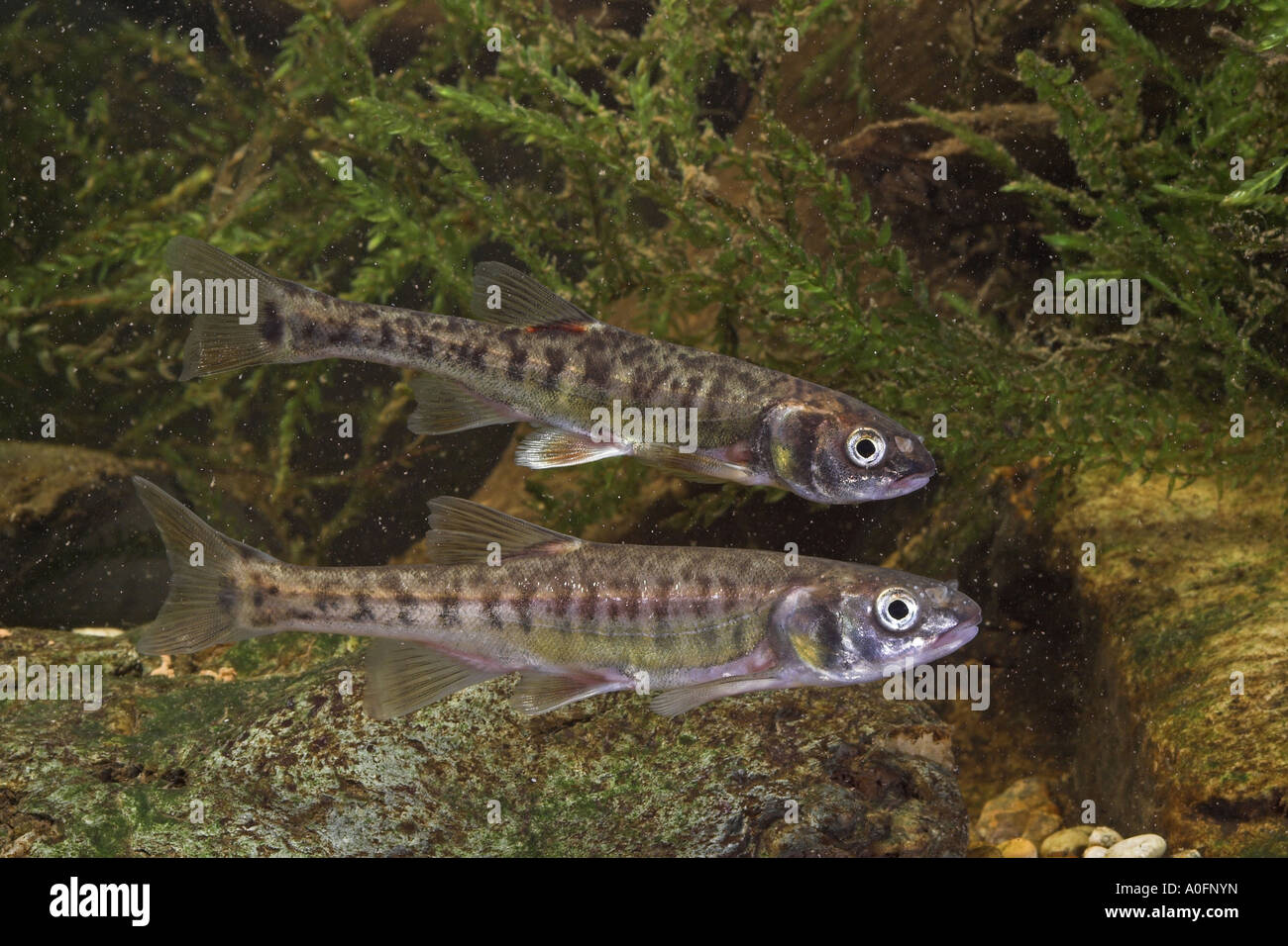 Eurasian minnow animal fish hi-res stock photography and images - Alamy