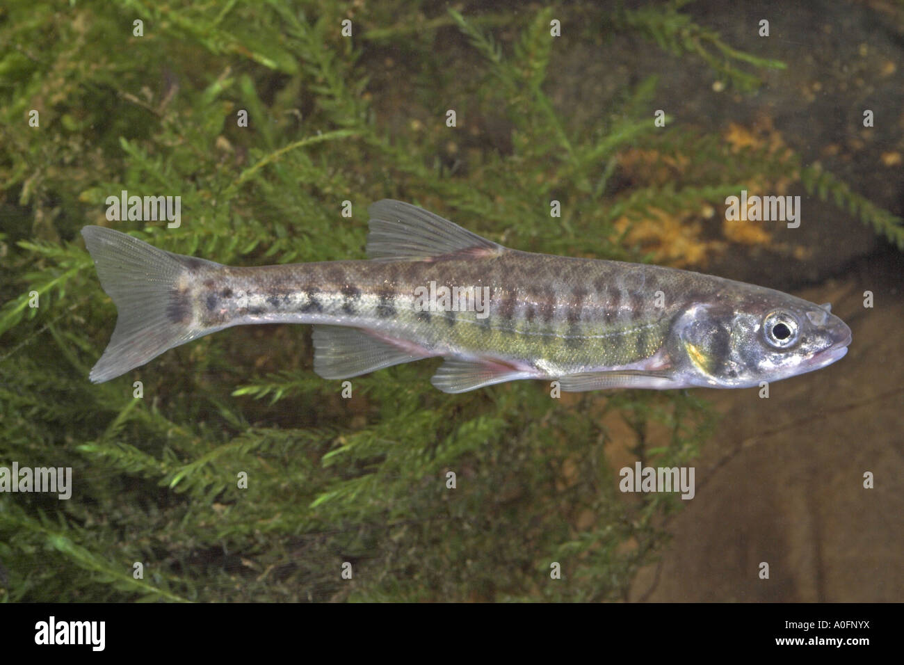 minnow, Eurasian minnow (Phoxinus phoxinus), side view Stock Photo - Alamy