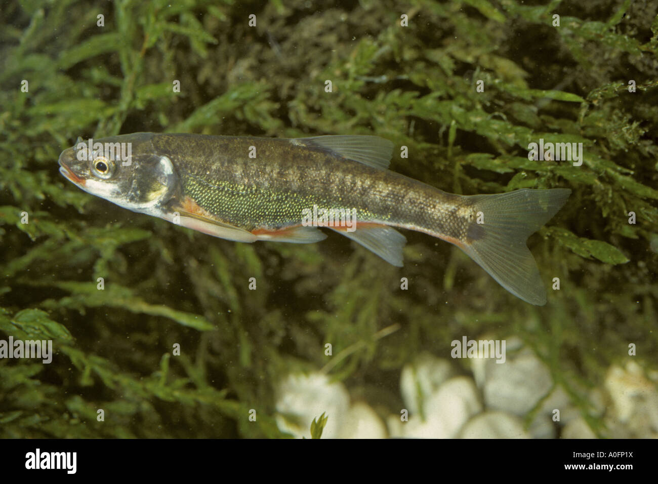 minnow, Eurasian minnow (Phoxinus phoxinus), male in nuptial ...