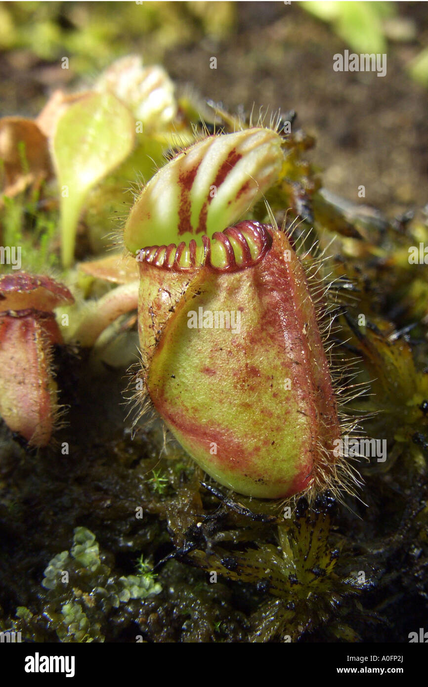 Australian Flycatcher (Cephalotus follicularis), leaf trap Stock Photo ...