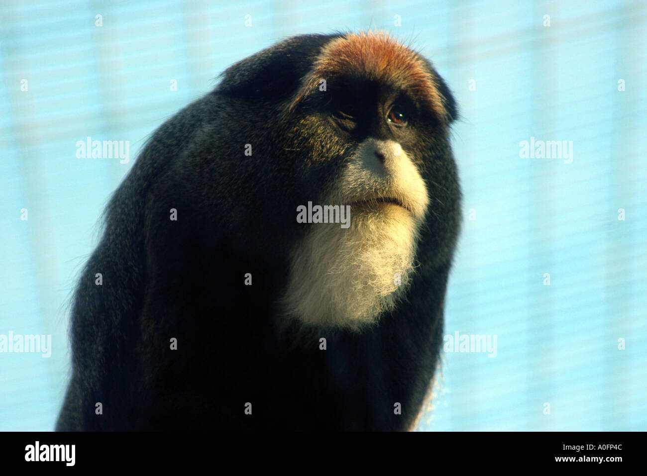 Debrazzas Monkey Cercopithecus neglectus Stock Photo - Alamy