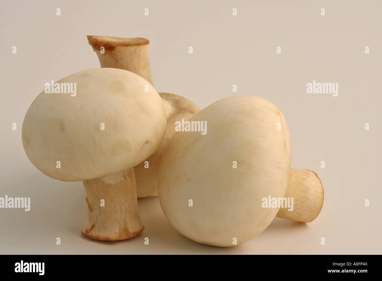 Fungal fungi pileus stem stipe mycology mycological mycophagy hi-res ...