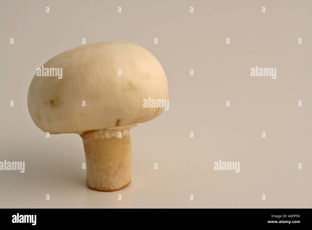 Fungal fungi pileus stem stipe mycology mycological mycophagy hi-res ...