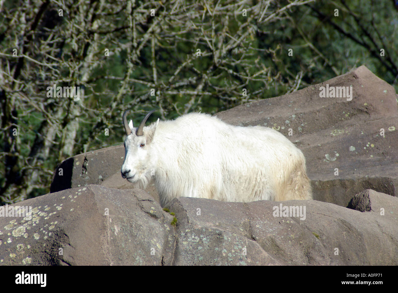 Goat oreamnos hi-res stock photography and images - Alamy