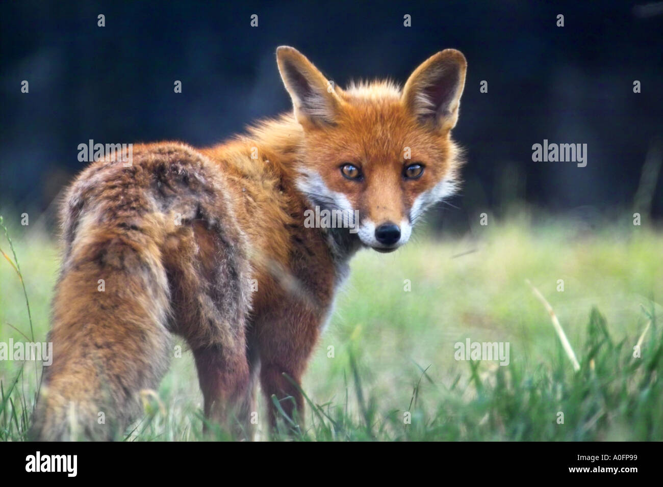 Red Fox looking back Stock Photo - Alamy