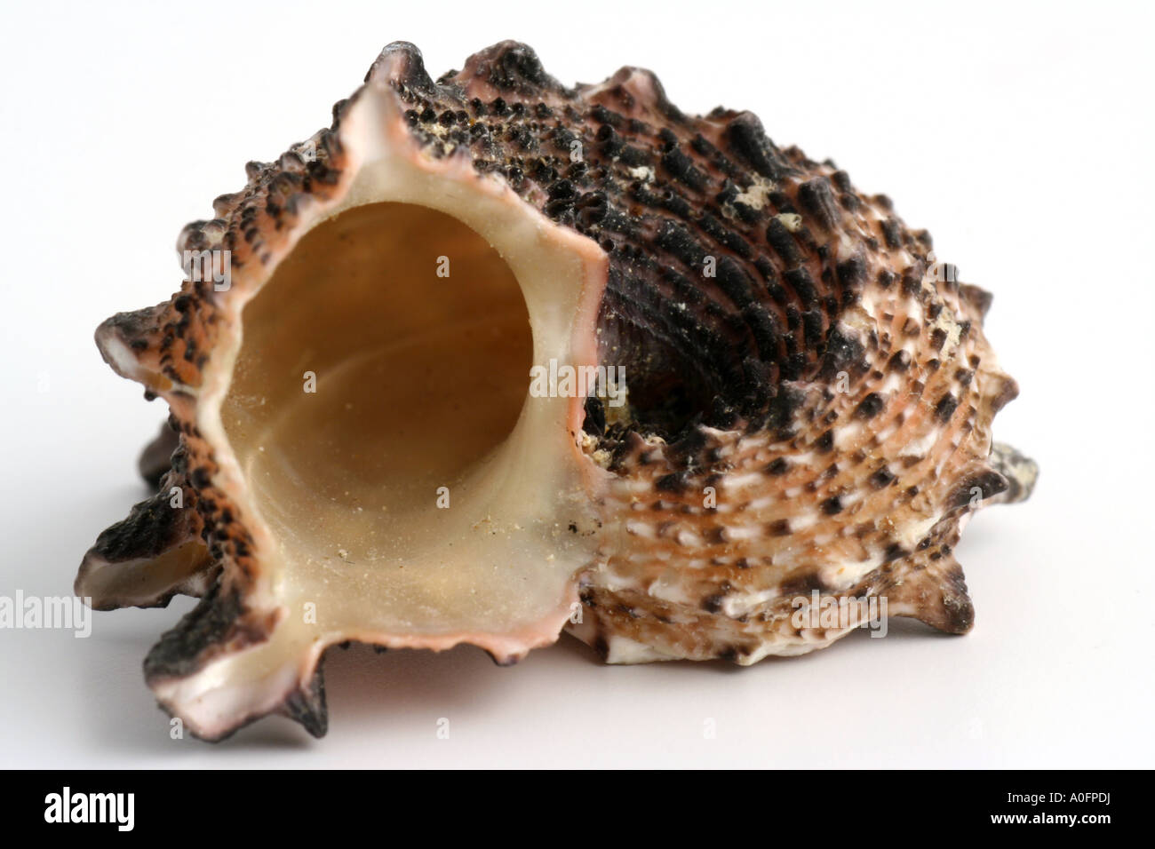 Seashell in dark background hi-res stock photography and images - Alamy
