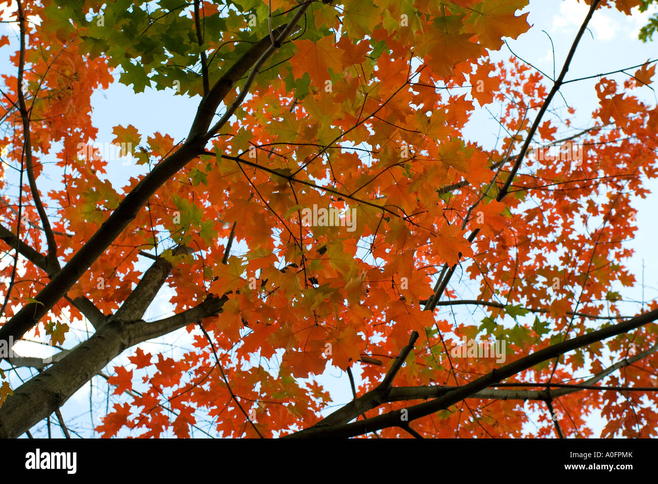 red maple tree in harvard Stock Photo - Alamy