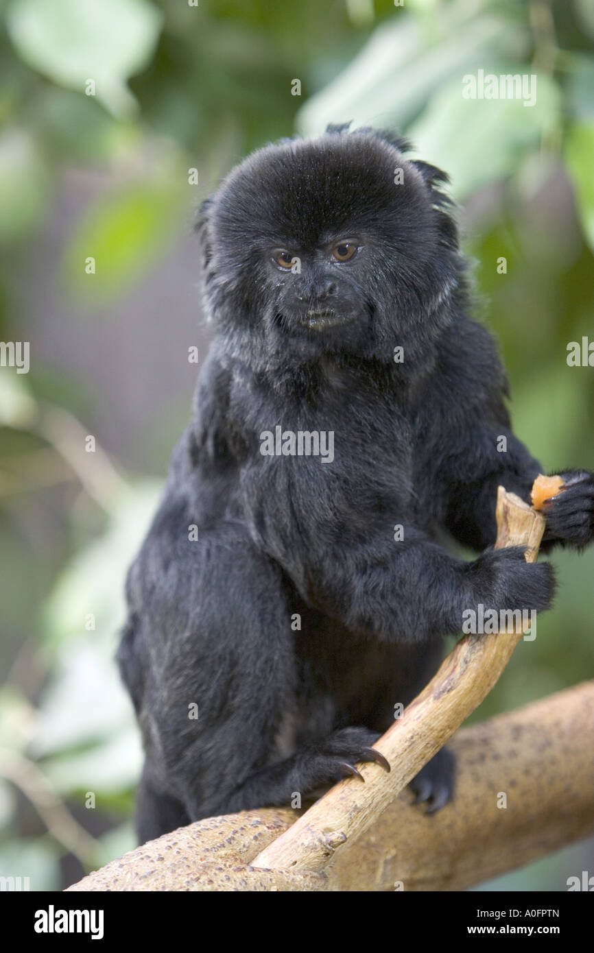 Goeldi's marmoset (Callimico goeldii Stock Photo - Alamy