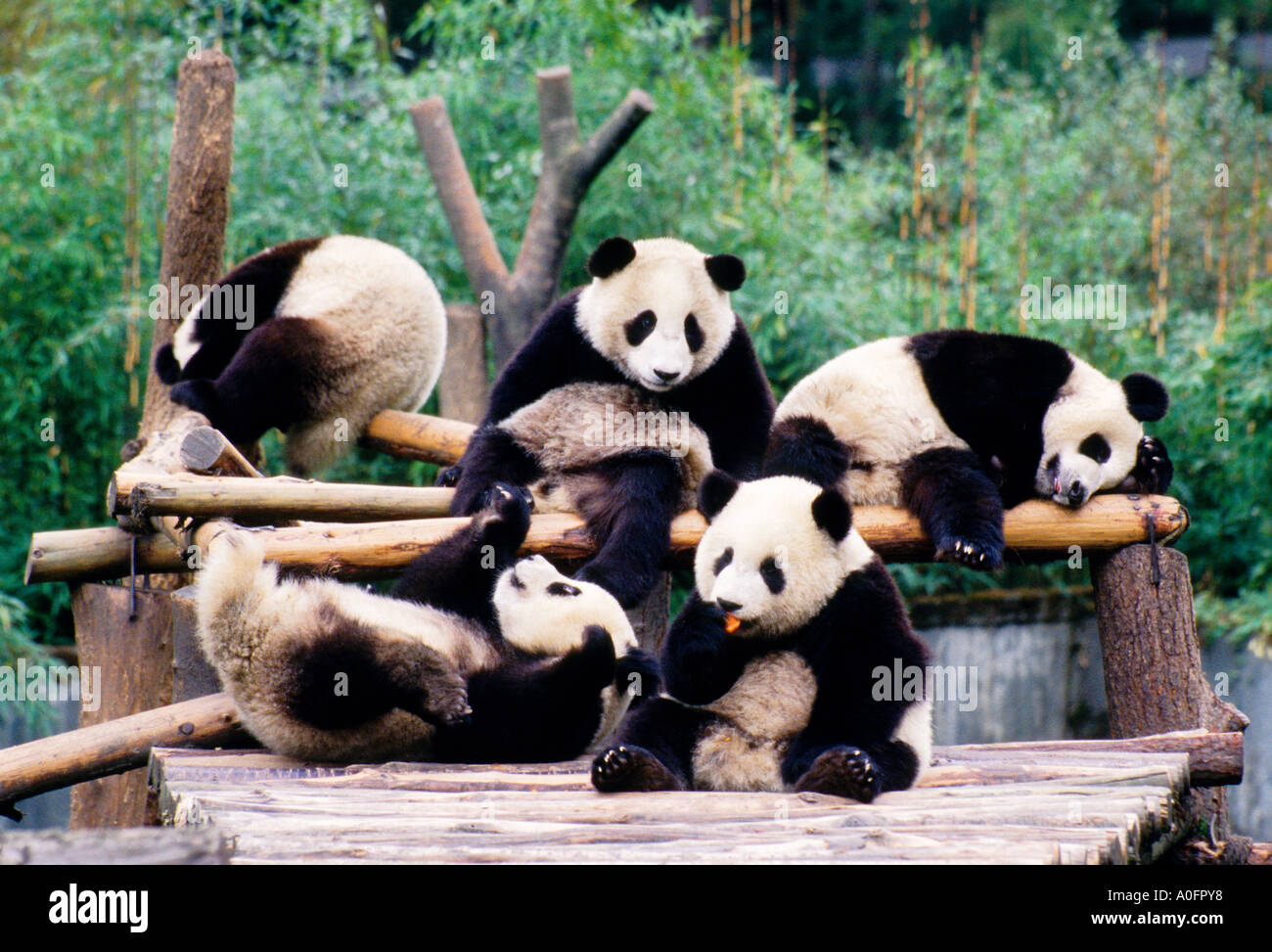 Wolong Nature Reserve, Sichuan, China - Five one year old giant pandas ...