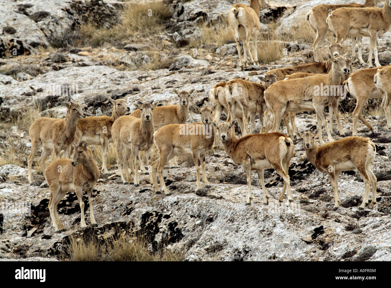 Konya Mouflon, Turkish Mouflon (Ovis gmelini anatolica, Ovis ammon ...