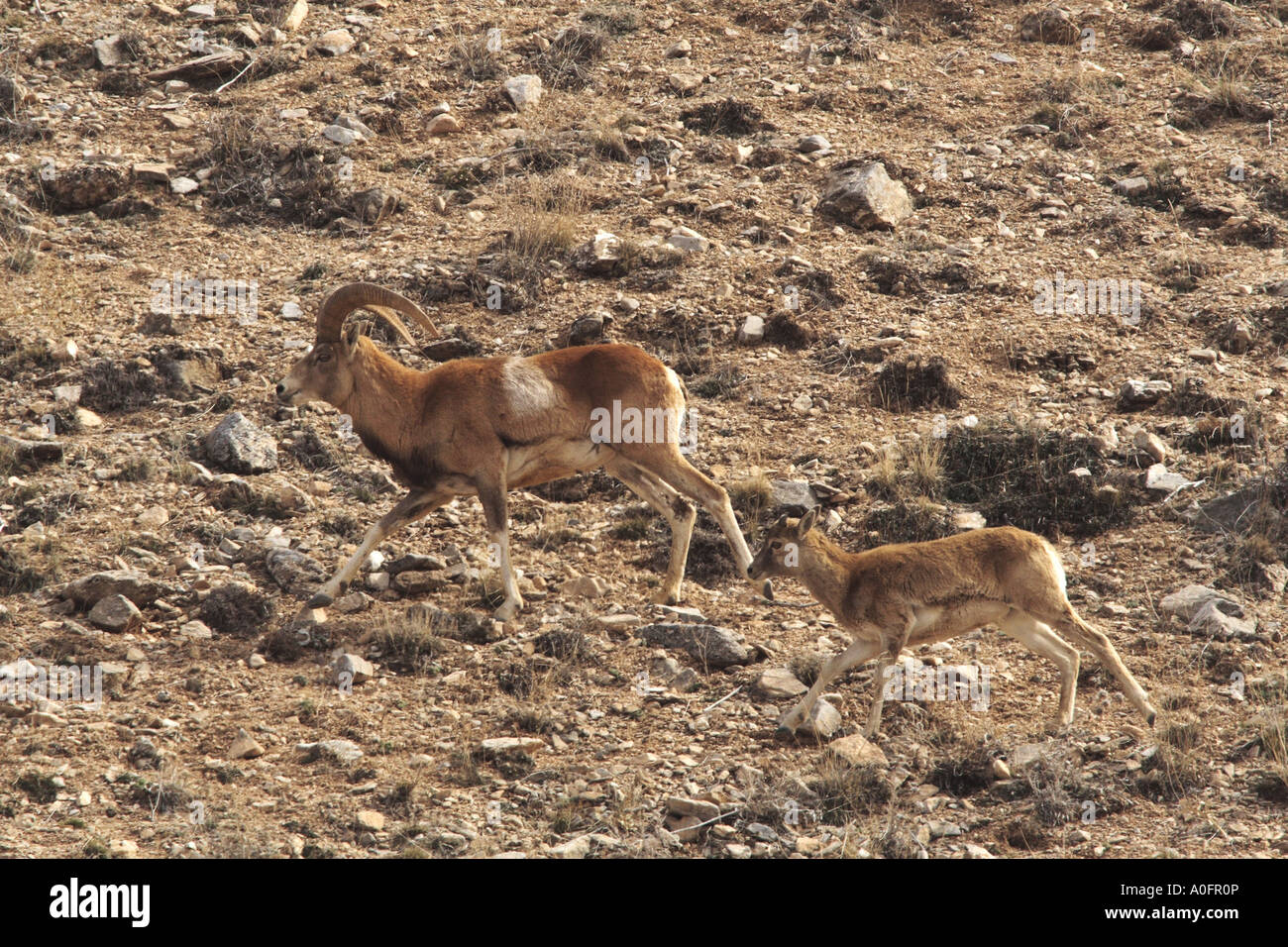 Konya Mouflon, Turkish Mouflon (Ovis gmelini anatolica, Ovis ammon ...