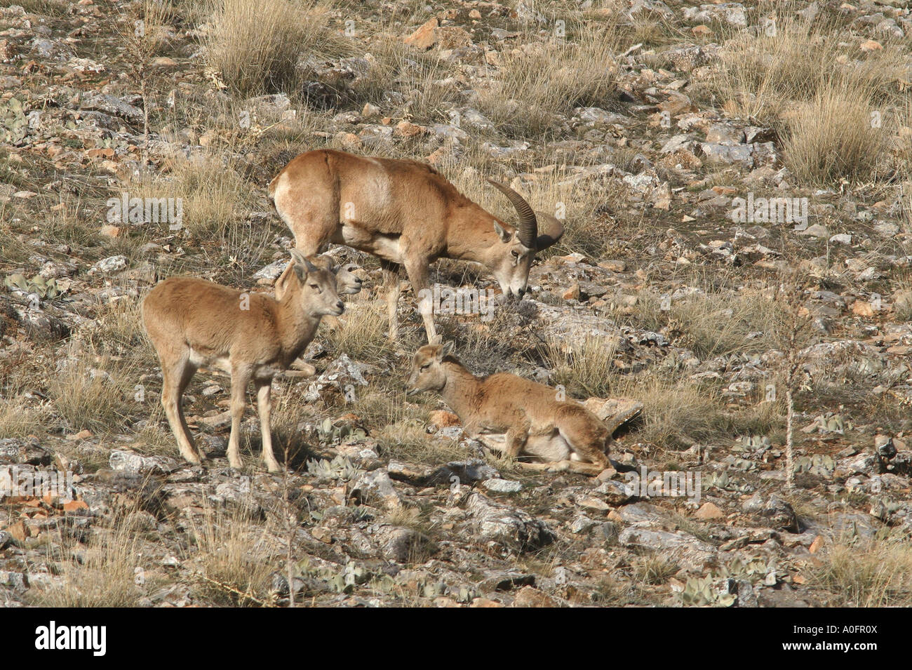 Konya Mouflon, Turkish Mouflon (Ovis gmelini anatolica, Ovis ammon ...