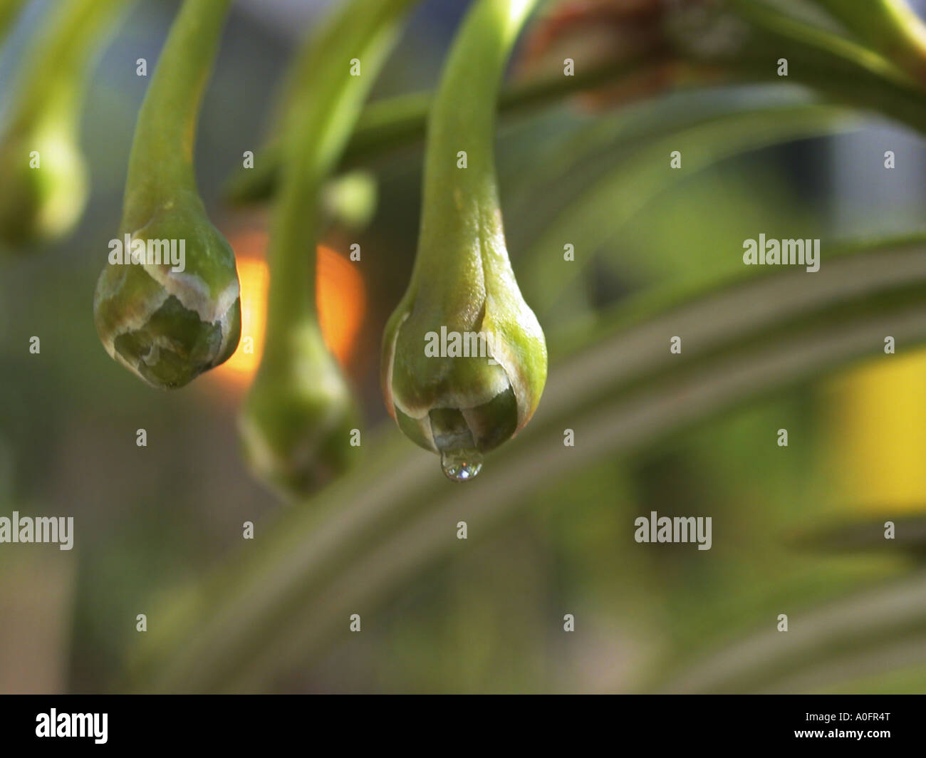 Amentotaxus (Amentotaxus argotaenia), pollination drop for catching ...