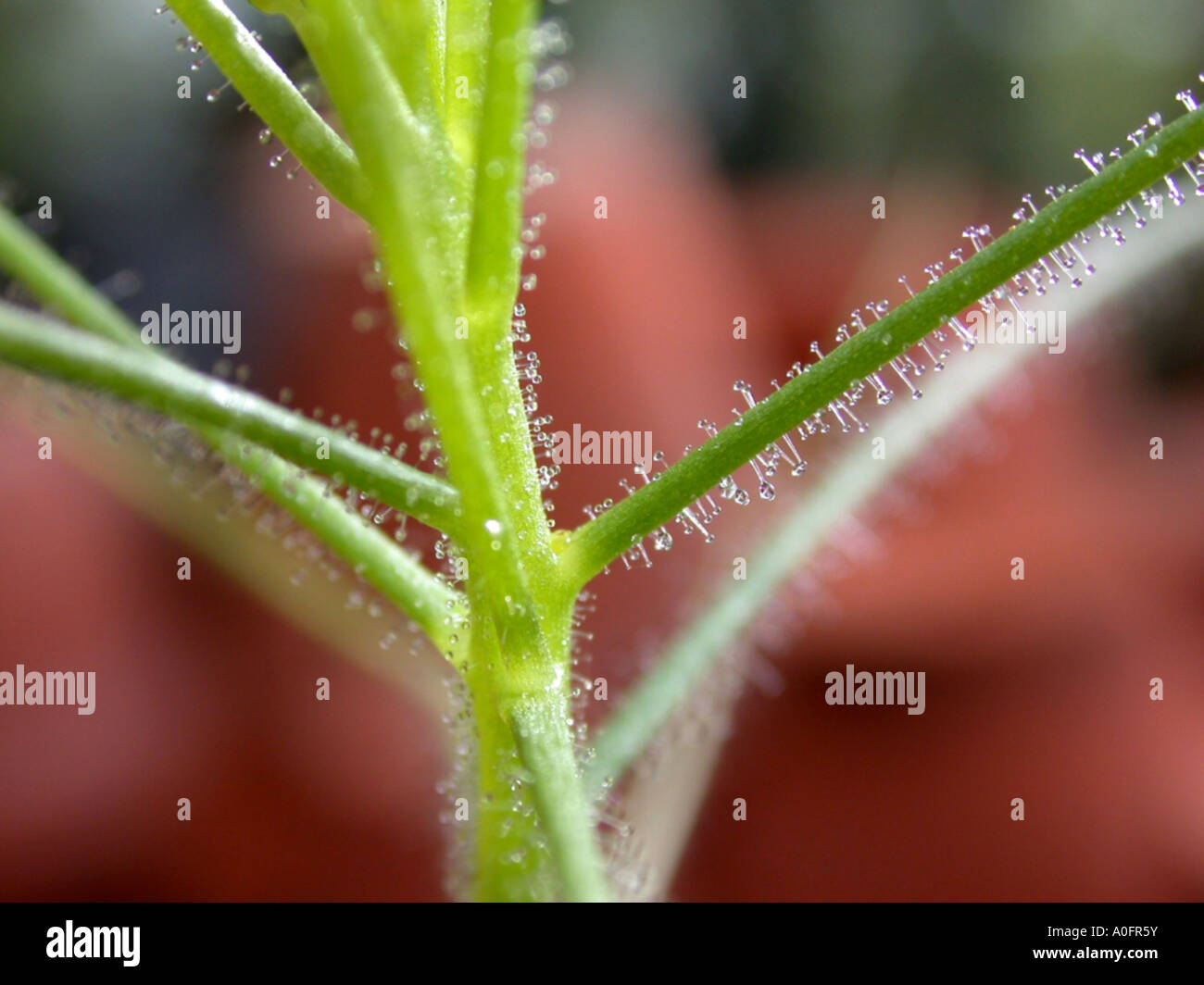 Sticky back plant hi-res stock photography and images - Alamy